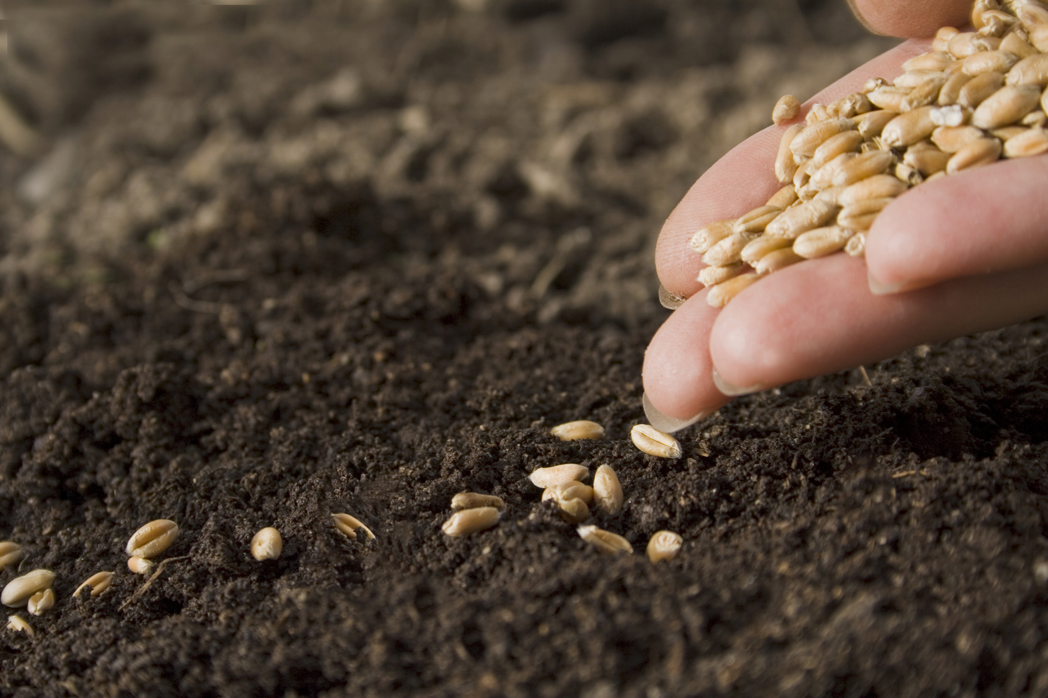 Garden Vegetable Seed Buying Guide Healthy Ideas For Kids
