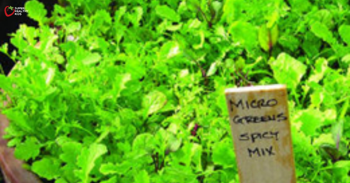 How to Grow Microgreens | Healthy Ideas for Kids